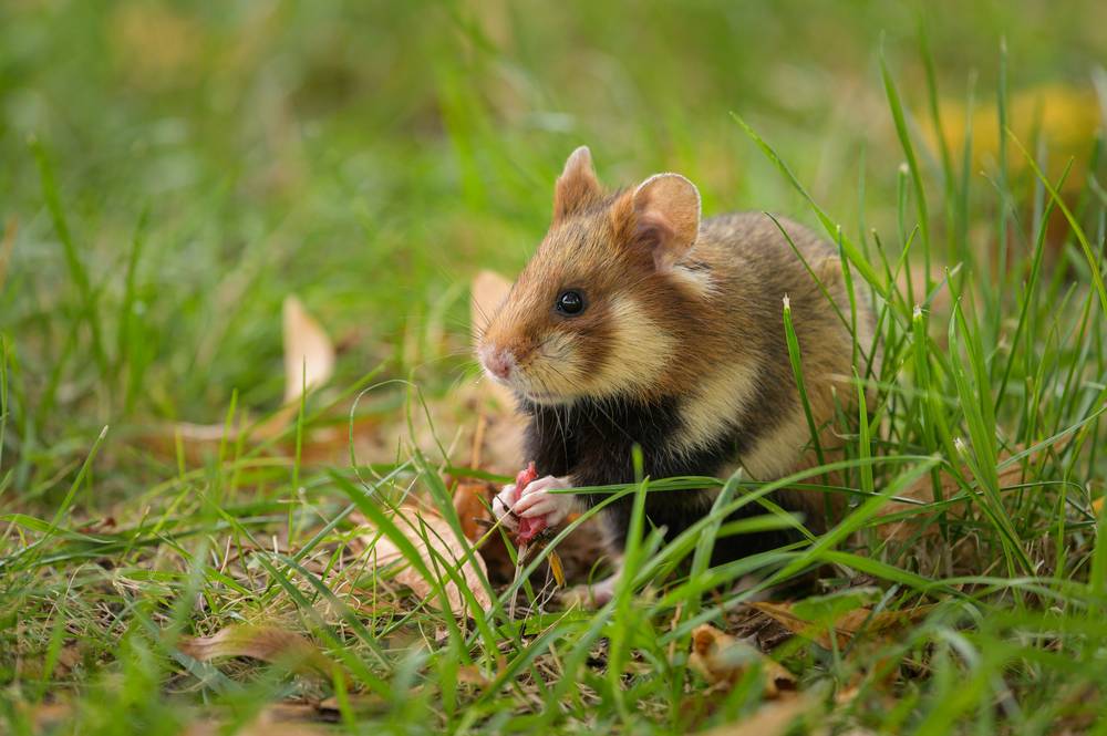 Découvrez le hamster géant, de l'Alsace une espèce menacée en France ...