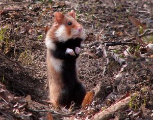 Découvrez le hamster géant, de l'Alsace une espèce menacée en France ...
